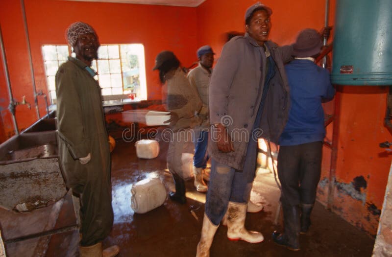 Workers in a Cow Barn in South Africa. Editorial Stock Image - Image of ...