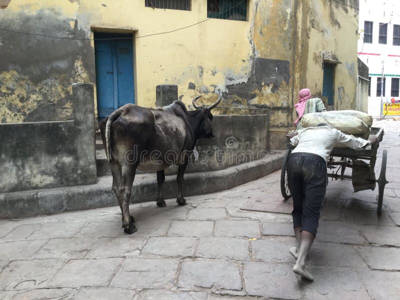 Workers and a cow in India editorial image. Image of banares - 148375210