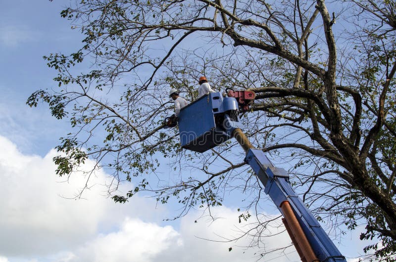 132 Narra Tree Stock Photos - Free & Royalty-Free Stock Photos from ...