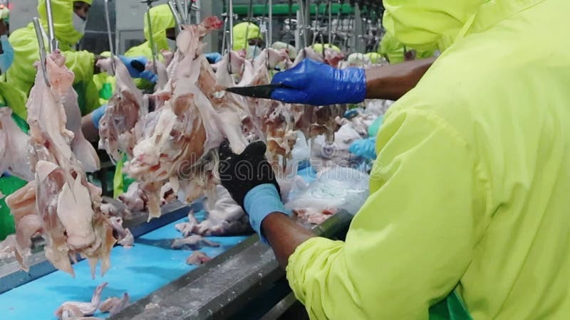 The Workers Cutting Chicken Part in a Modern Broiler Processing Factory ...