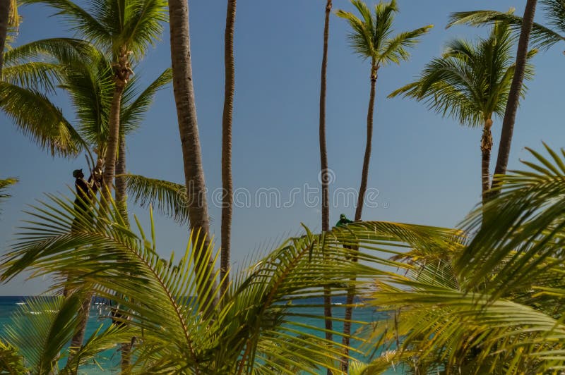 Workers Cutting Down the Fronds of a Palm Tree. Editorial Photography ...