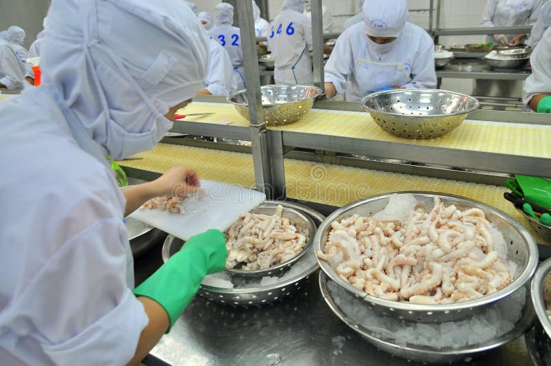 Workers are Cutting Octopus for Exporting in a Seafood Processing ...