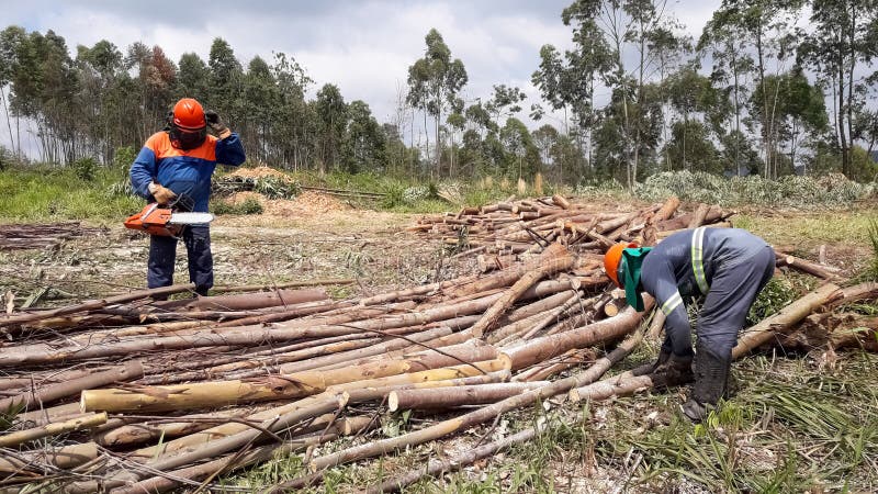 . Workers Cutting Trees with an Eletric Saw Stock Photo - Image of ...