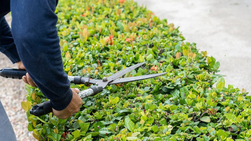 Workers Cutting Trees with Scissors in the Hotel Stock Photo - Image of ...