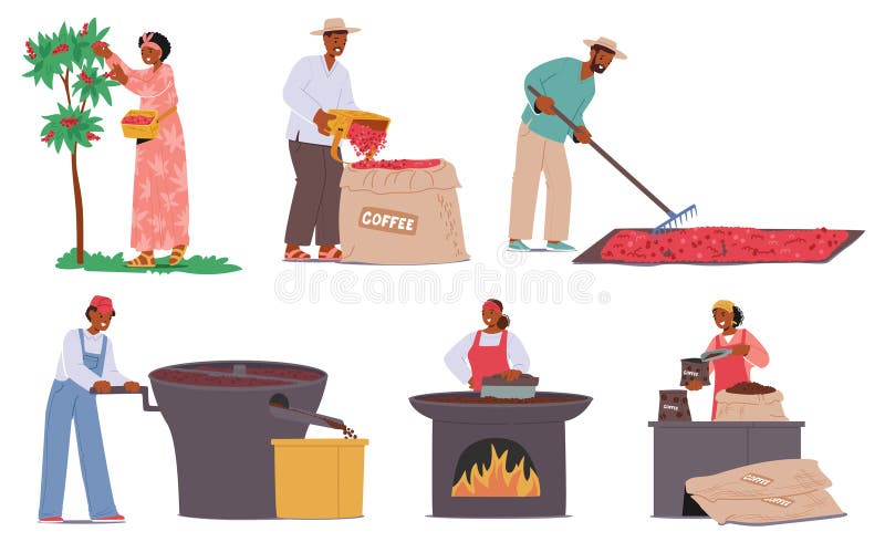Workers Engaged in Various Stages of Coffee Production, Include ...