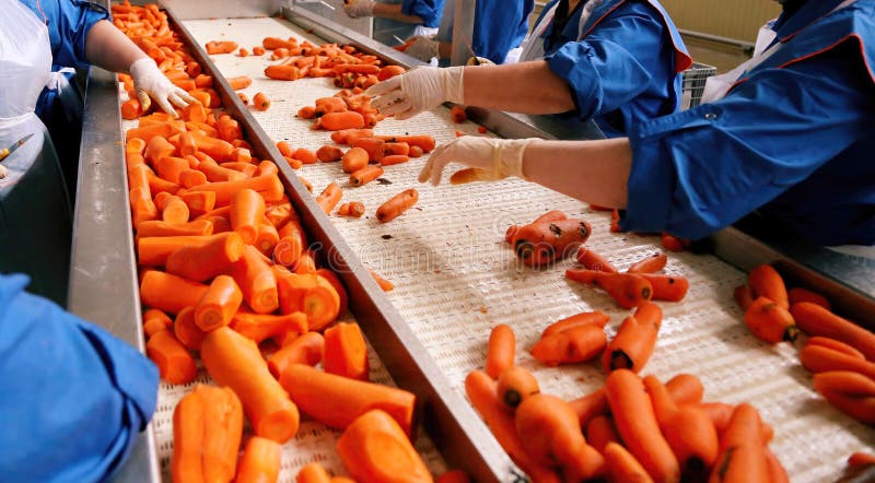 Workers Examining and Sorting Fresh Carrots on a Conveyor System in a ...