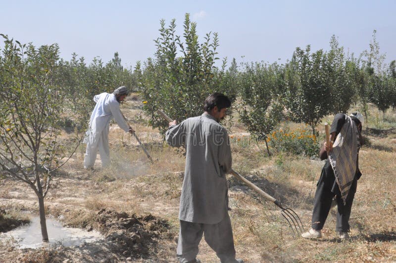 Workers on Farm in Afghanistan Editorial Image - Image of agriculture ...