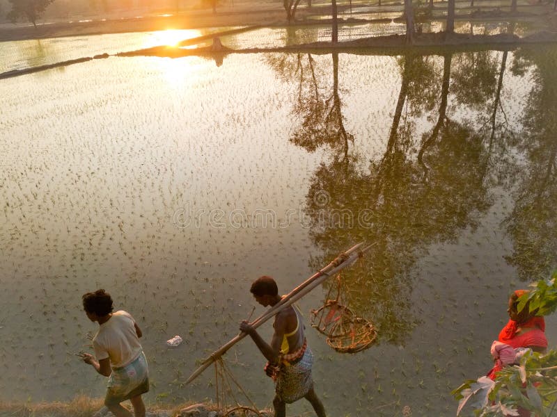 Workers in Field during Sunset Editorial Stock Photo - Image of workers ...