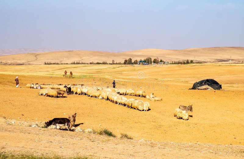 Workers with a Flock of Goats Stock Photo - Image of shepherd, herder ...