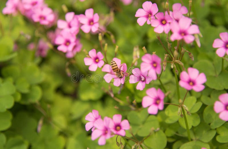 Workers with flowers stock image. Image of working, pink - 116177969