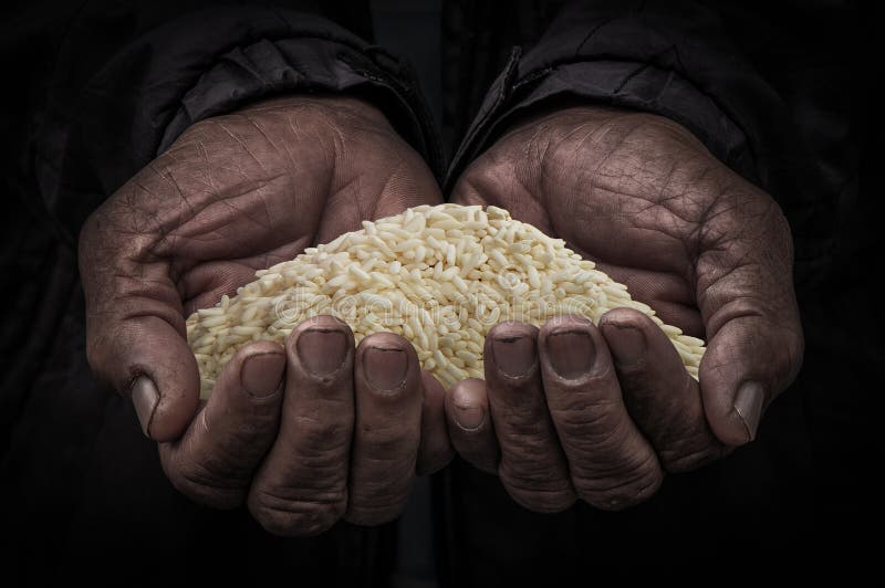 Workers hand carry rice stock photo. Image of workers - 73460054
