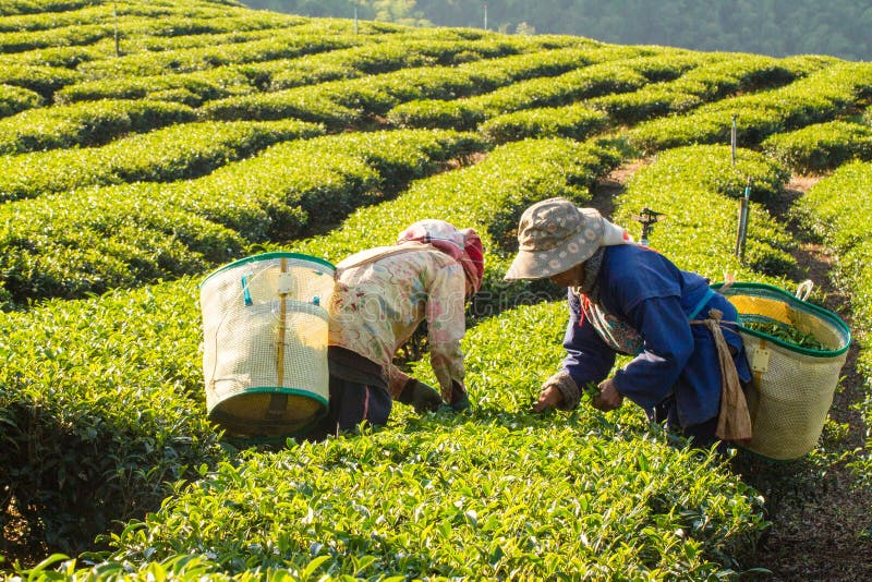 Workers Harvesting Green Tea Leaves in a Tea Plantation. Editorial ...
