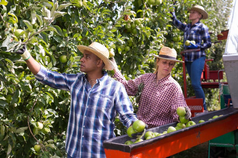 Workers Harvesting Ripe Apples Using Sorting Machine Stock Image ... Workers Harvesting Ripe Apples Using Sorting Machine Stock Image ...