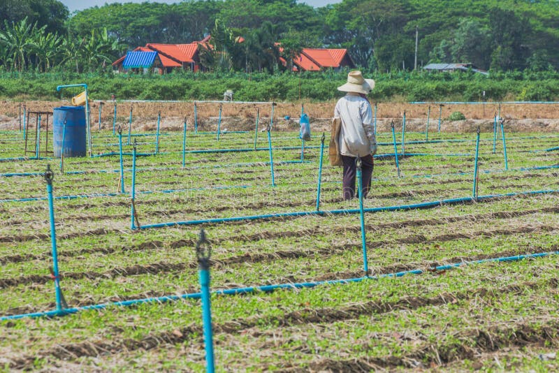 Workers are Helping To Pick Up Vegetables Stock Photo - Image of ...