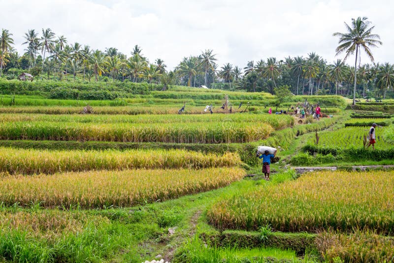 Workers on the Land Planting Rice in the Fields of Java Indonesia ...