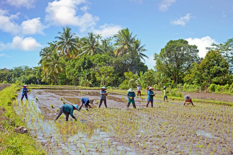 Workers on the Land Planting Rice in the Fields of Java Indonesia ...