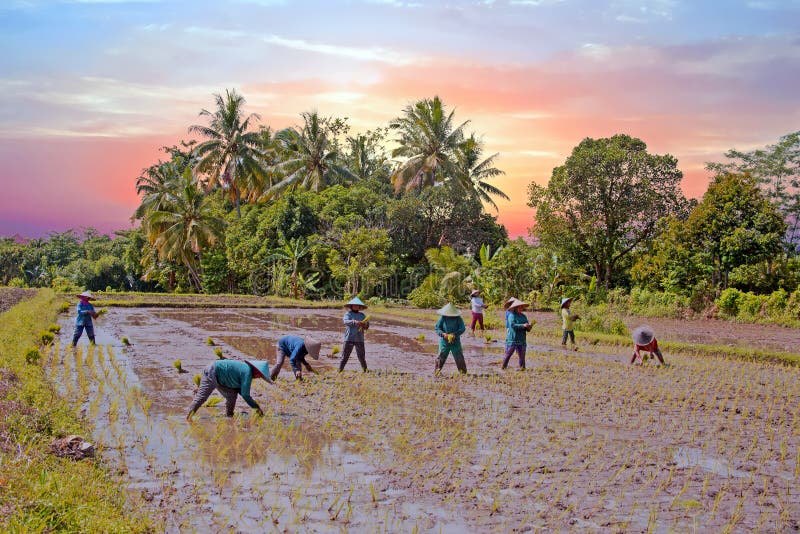 Workers on the Land Planting Rice in the Fields of Java Indonesia ...