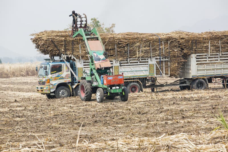 Workers Load Sugar Cane Stalks on a Truck Editorial Photo - Image of ... Workers Load Sugar Cane Stalks on a Truck Editorial Photo - Image of ...