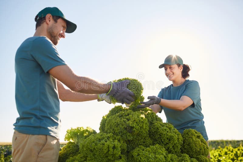 Workers Loading Cart at Vegetable Plantation Stock Photo - Image of ...