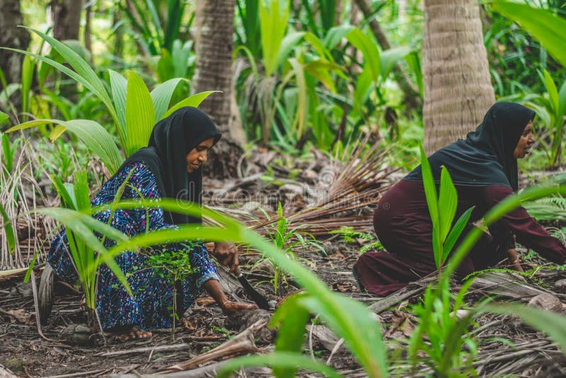 People Working In The Jungle Editorial Photography - Image of park ...