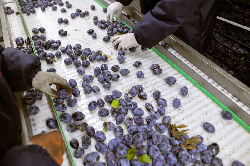 Workers Manually Sort and Inspect the Freshly Harvested Plums on a ...