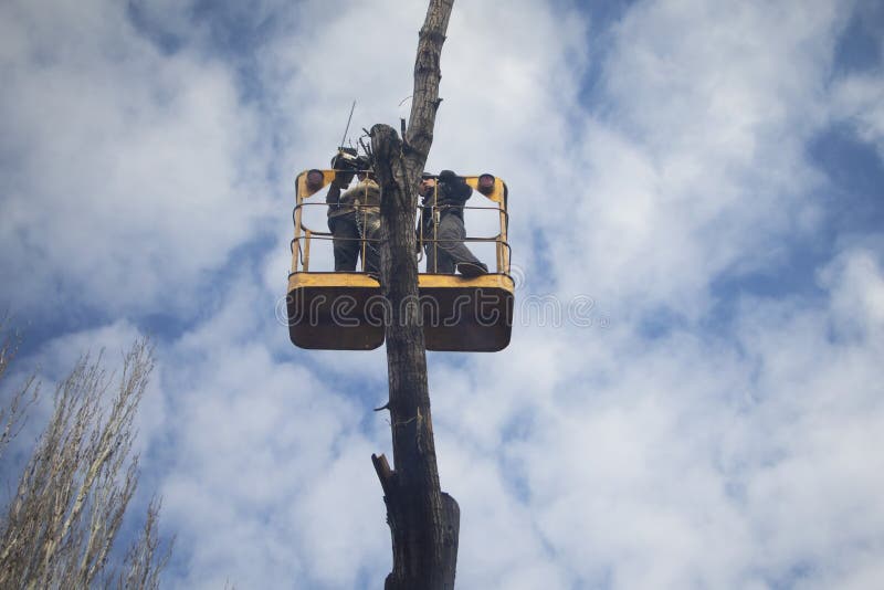 Workers on a Mobile Mechanical Car Lift Cut Trees. Annual Planned ...