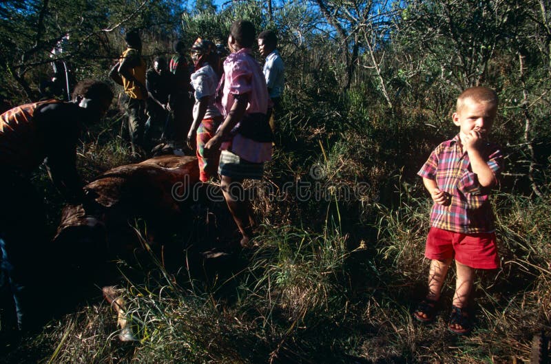 Workers Moving a Dead Cow, South Africa Editorial Stock Image - Image ...