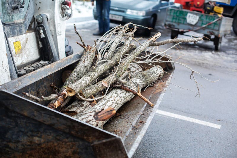 Workers in the Municipal Utilities Cut Tree Branches. Heavy Branch ...