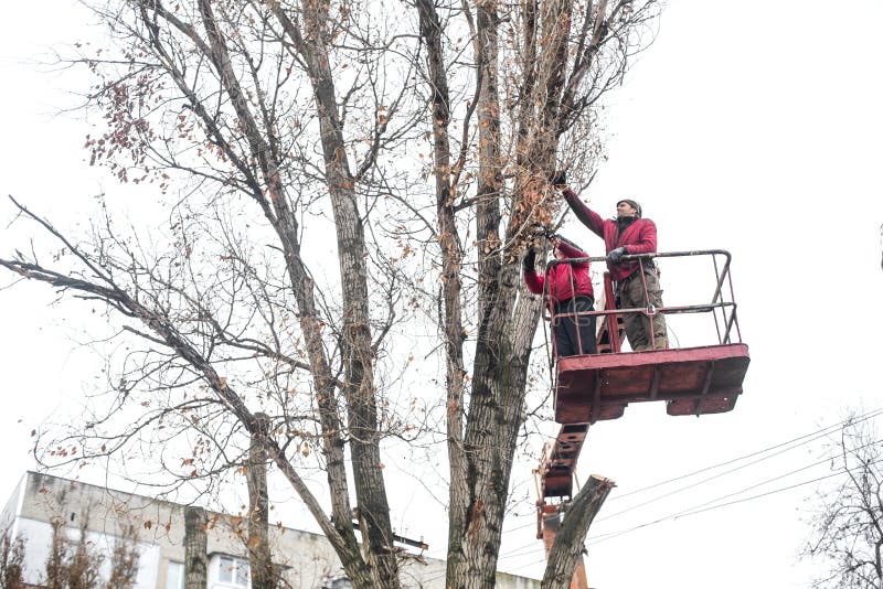 Workers in the Municipal Utilities Cut Tree Branches. Trimming Tree ...
