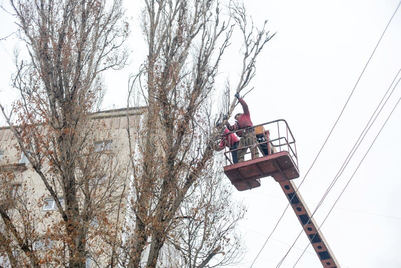 Workers in the Municipal Utilities Cut Tree Branches. Trimming Tree ...