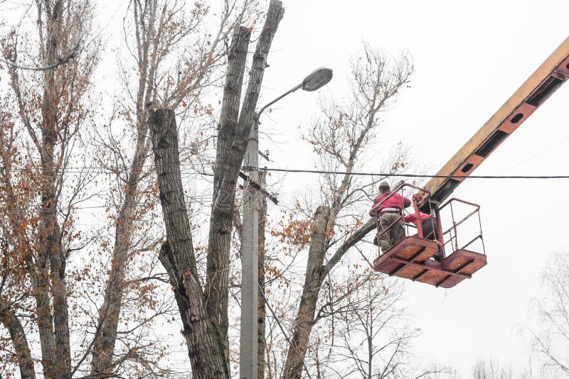 Workers in the Municipal Utilities Cut Tree Branches. Trimming Tree ...