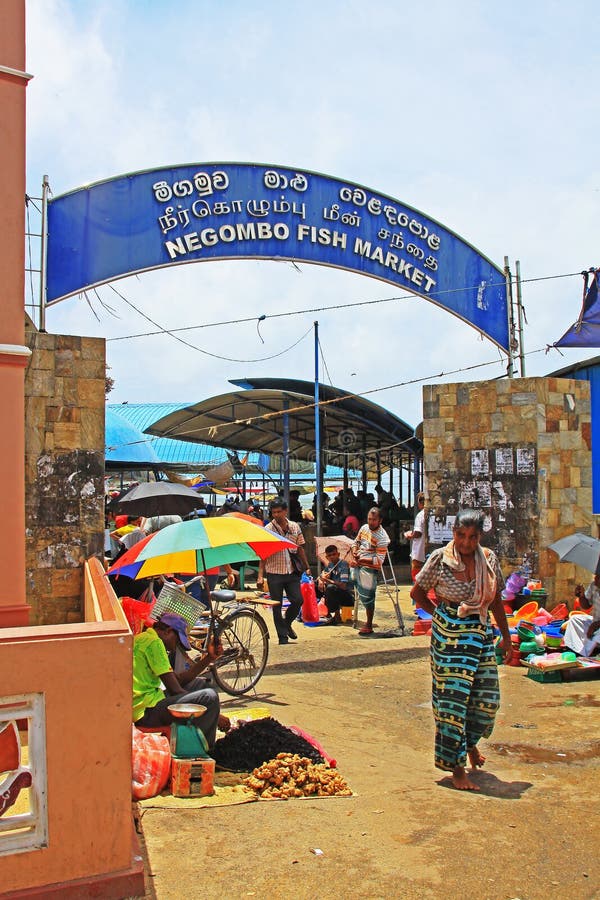 Workers in Negombo Fish Market, Sri Lanka Editorial Photo - Image of ...