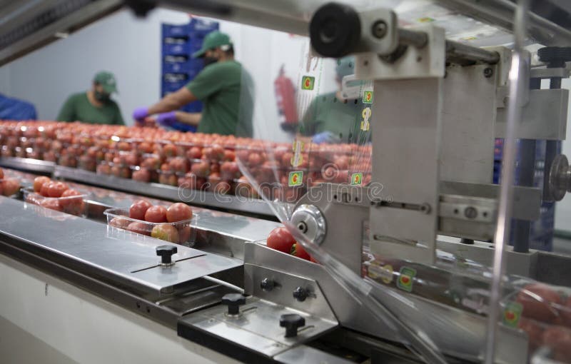 Workers Packaging Tomatoes in a Processing Industry Wide Editorial ...