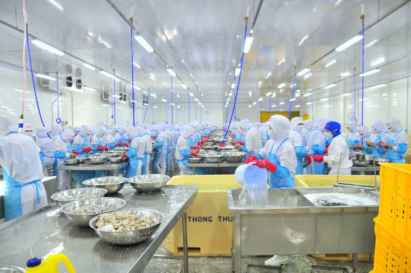 Workers are Peeling and Processing Fresh Raw Shrimps in a Seafood ...