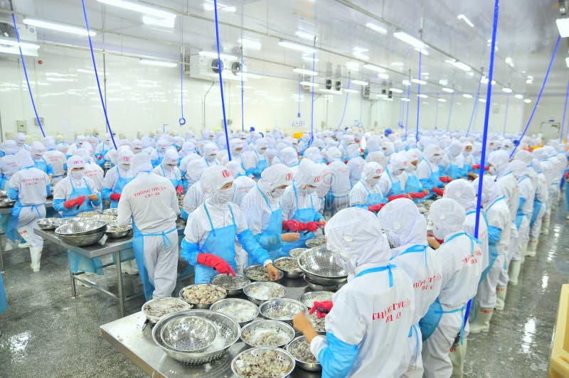 Workers are Peeling and Processing Fresh Raw Shrimps in a Seafood ...