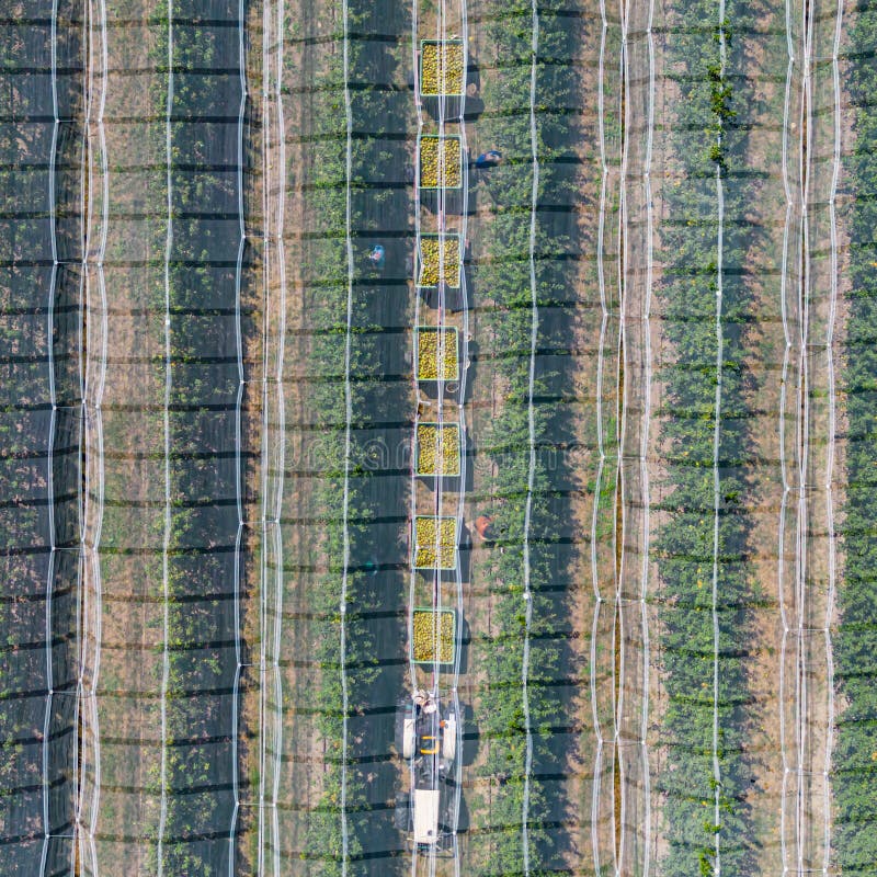Workers Picking Pears in the Field from Crates Attached To a Towing ...