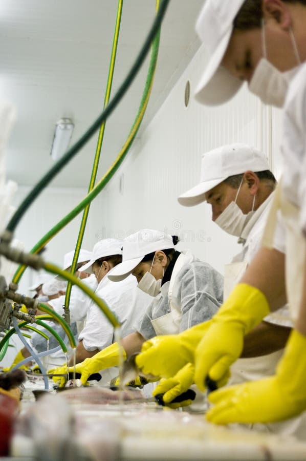 Workers in plant stock photo. Image of line, food, hats - 11400404