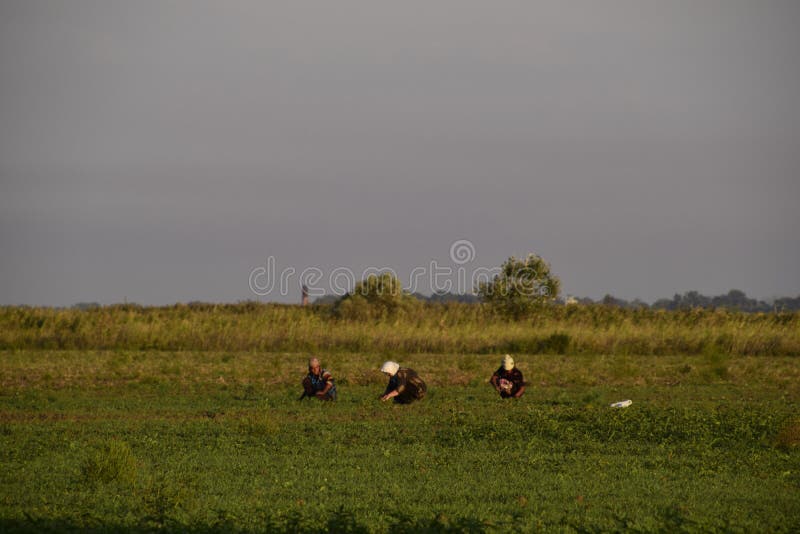 Workers on the Plantation Manually Pull Out the Weeds. Workers in the ...