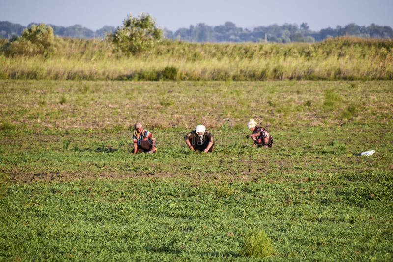 Workers on the Plantation Manually Pull Out the Weeds. Workers in the ...
