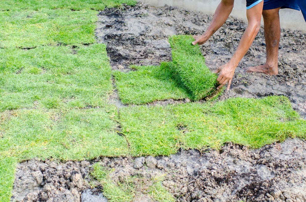 Workers are Planting Grass in the Backyard. Stock Image - Image of ...