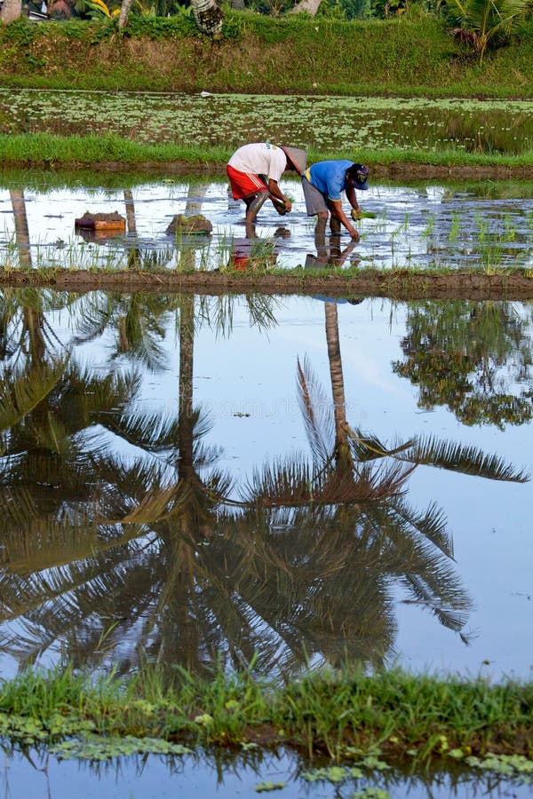 Workers planting rice editorial stock photo. Image of nature - 20097003