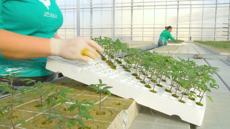 Workers Planting Trees Along Highway Median Stock Video - Video of ...