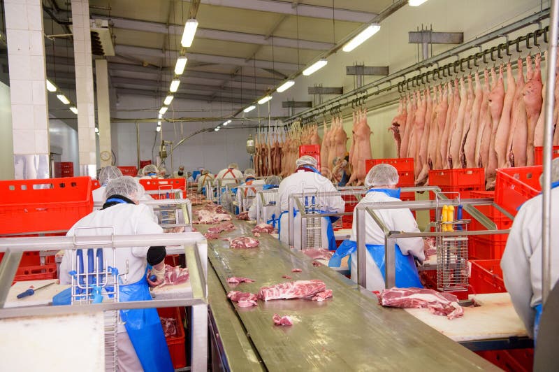 Workers of Pork Meat Manufacturing Stock Image - Image of processed ...