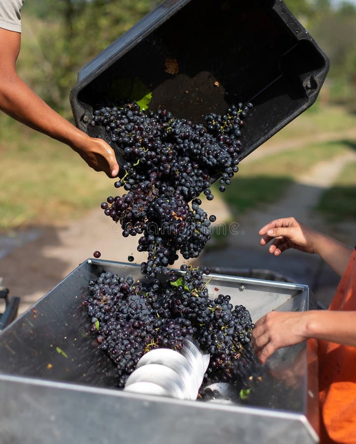Workers Pouring Grape in Grape Squezzing Machine Stock Photo - Image of ...