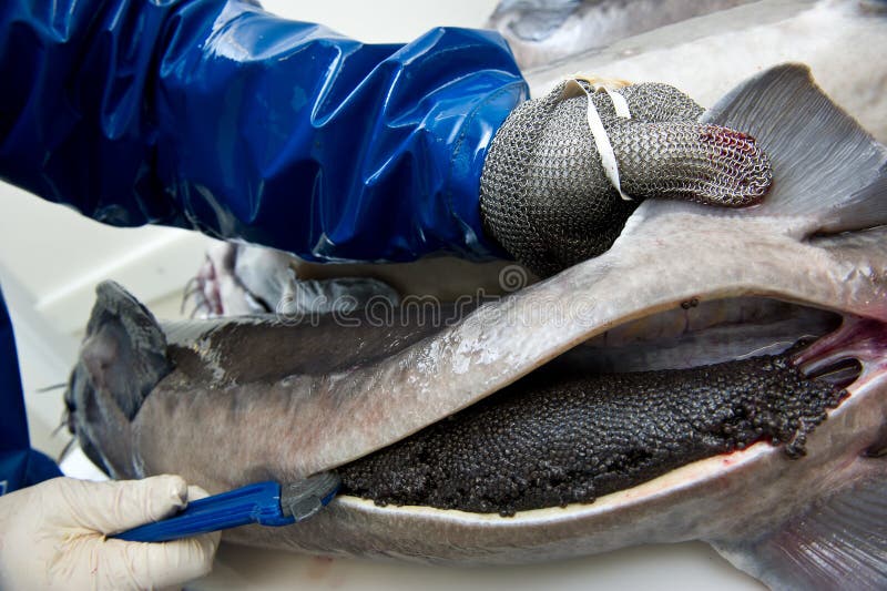 Workers Prepare Caviar, Removing the Eggs of a Female Sturgeon Stock ...