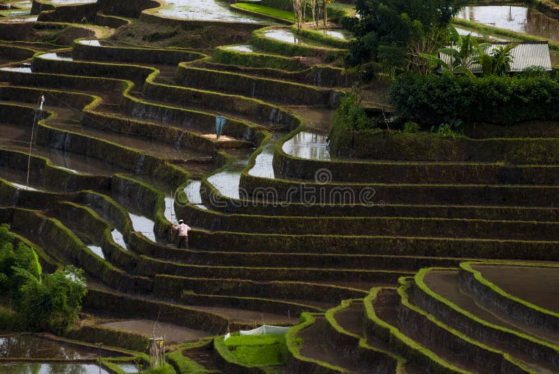 Incredible Rice Terraces of Belimbing, Bali. Stock Photo - Image of ...