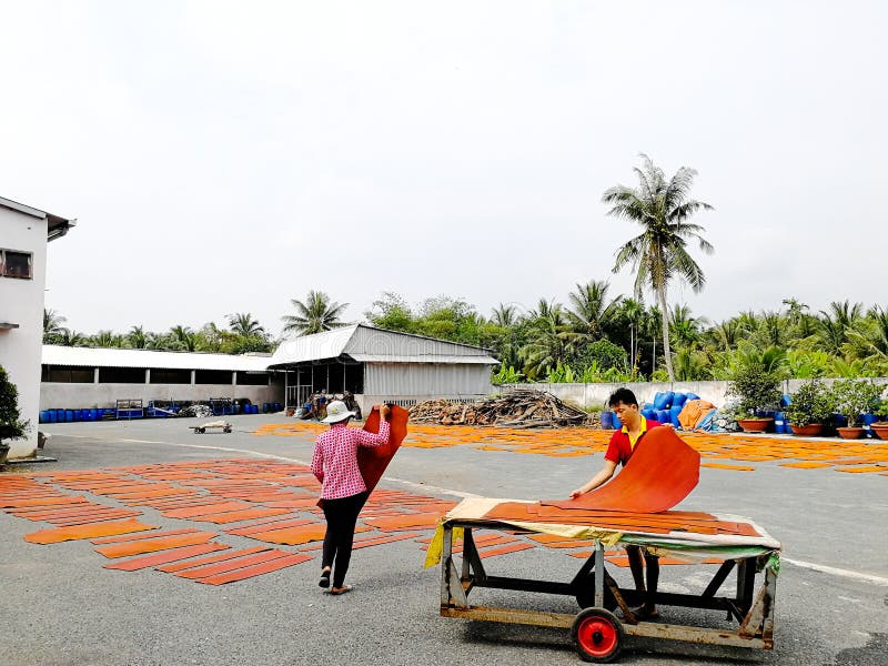 The Workers Process Drying Leather in the Tannery Editorial Stock Image ...