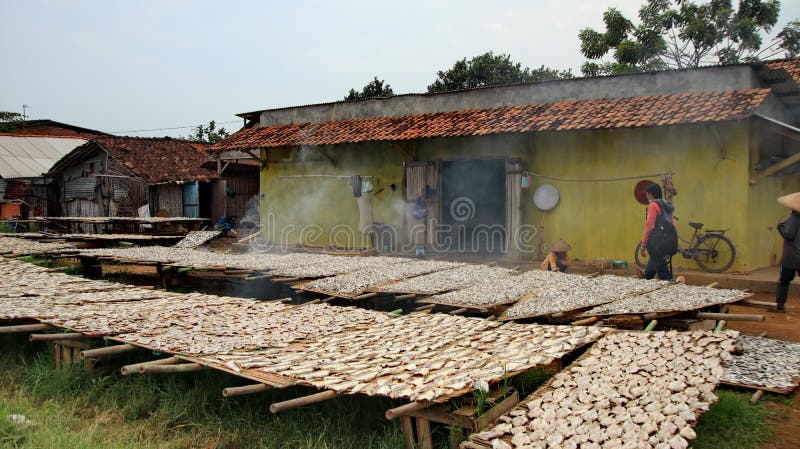 Workers Processing Fish in the Fish Drying Industry Editorial Stock ...