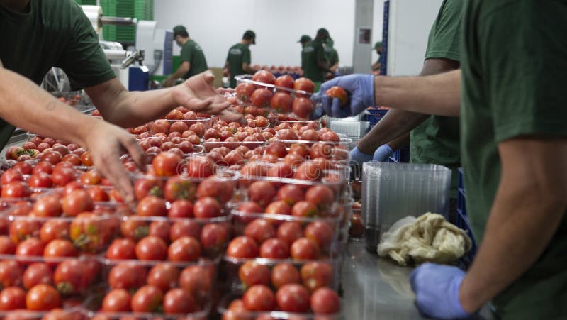 Workers Processing and Packaging Tomatoes in a Industry Editorial Photo ...