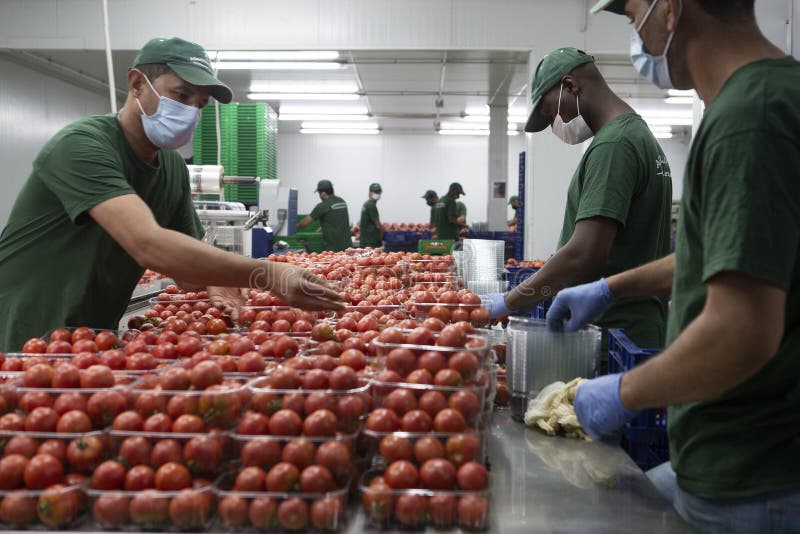 Workers Processing and Packaging Tomatoes in a Industry Editorial Photo ...